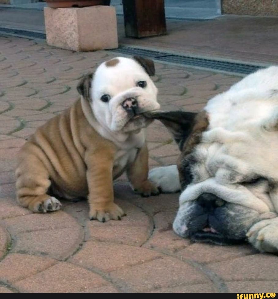 Awwwwwwwwwwwwwwwwwwwwwww memes. Best Collection of funny ...