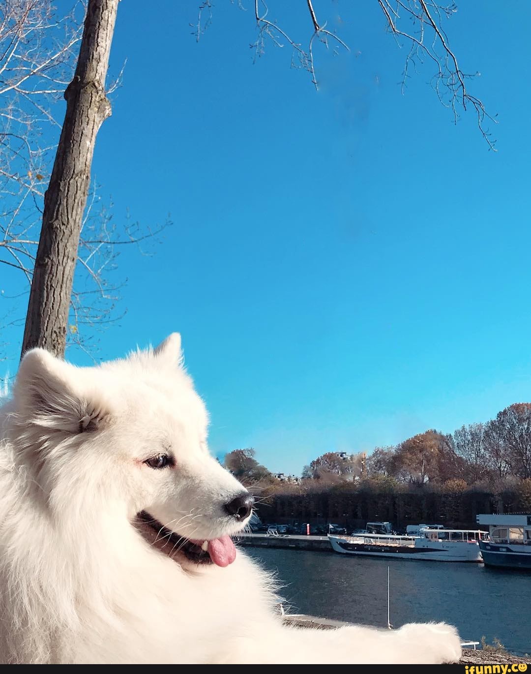 Samoyeds memes. Best Collection of funny Samoyeds pictures on iFunny