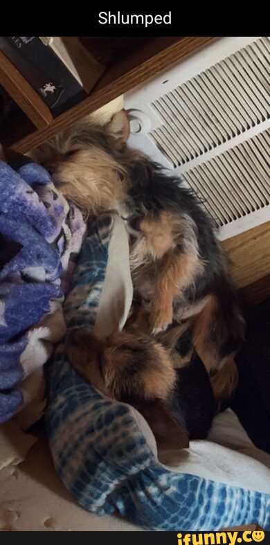 Shlumped memes. Best Collection of funny Shlumped pictures on iFunny