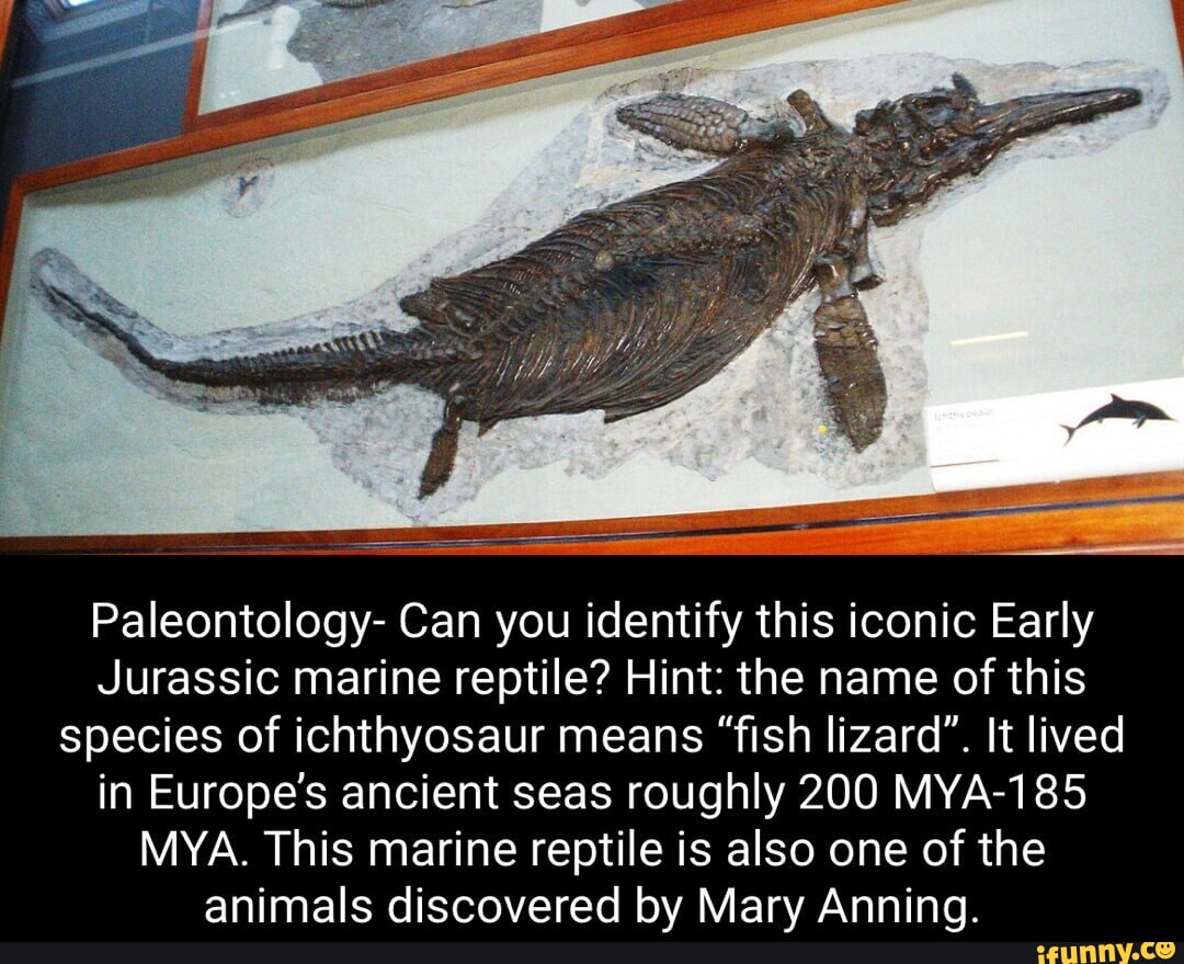 Ichthyosaur memes. Best Collection of funny Ichthyosaur pictures on iFunny