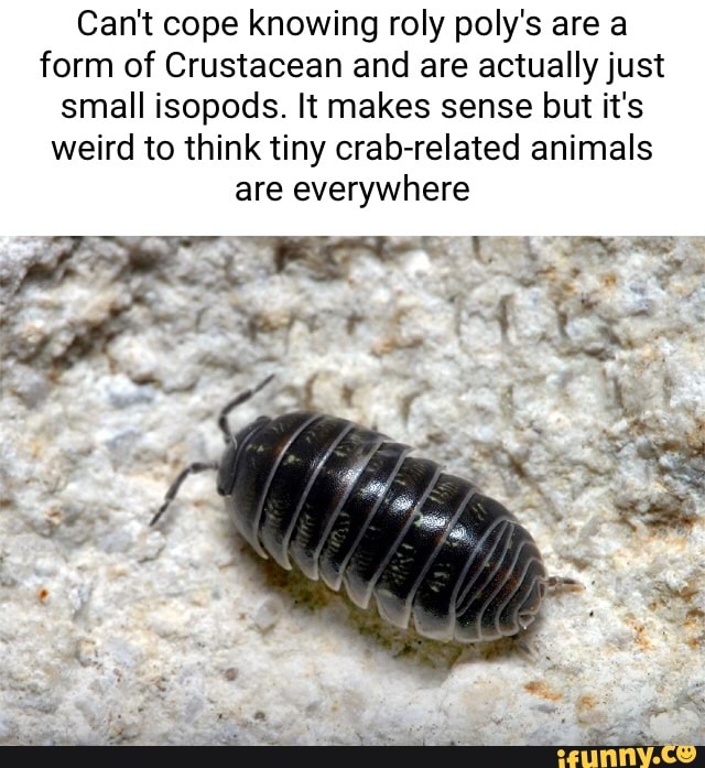 Polys memes. Best Collection of funny Polys pictures on iFunny