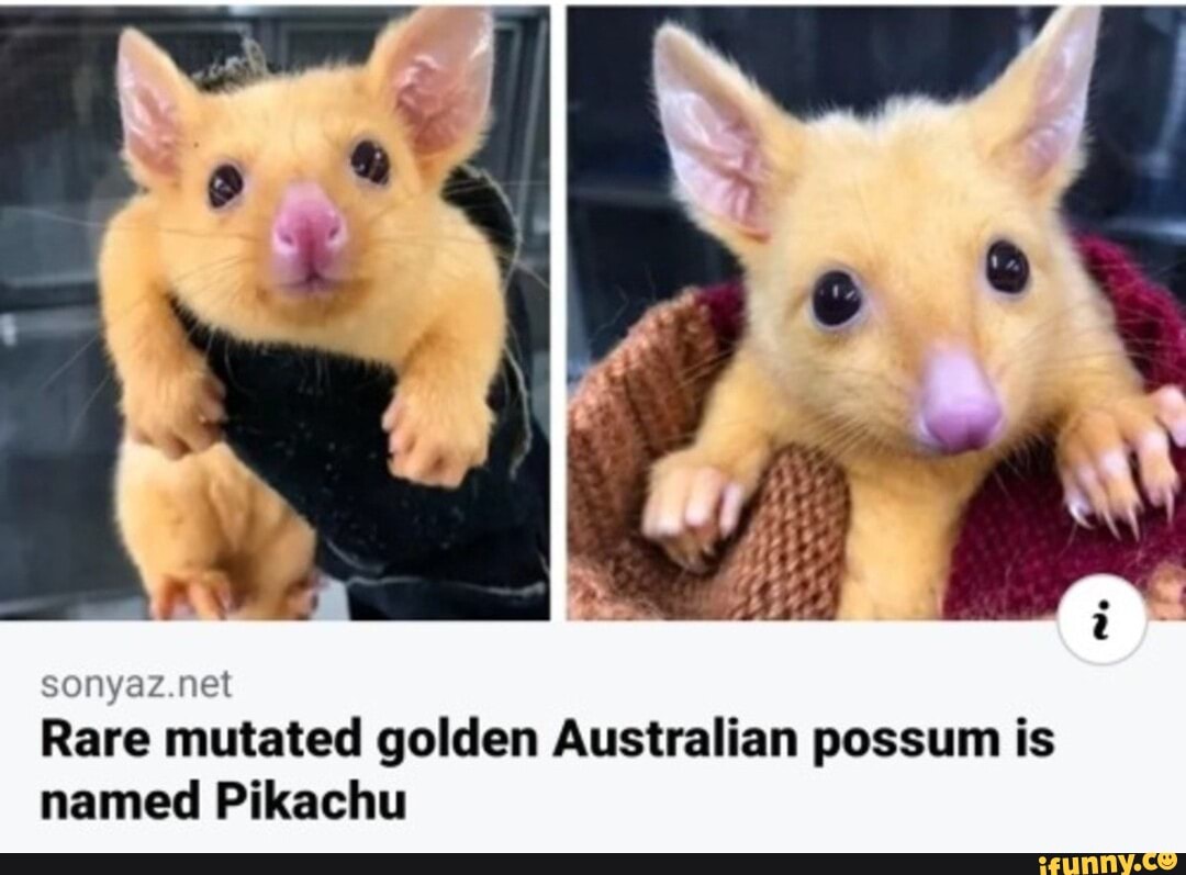 Sonyaz.net Rare mutated golden Australian possum is named Pikachu - iFunny