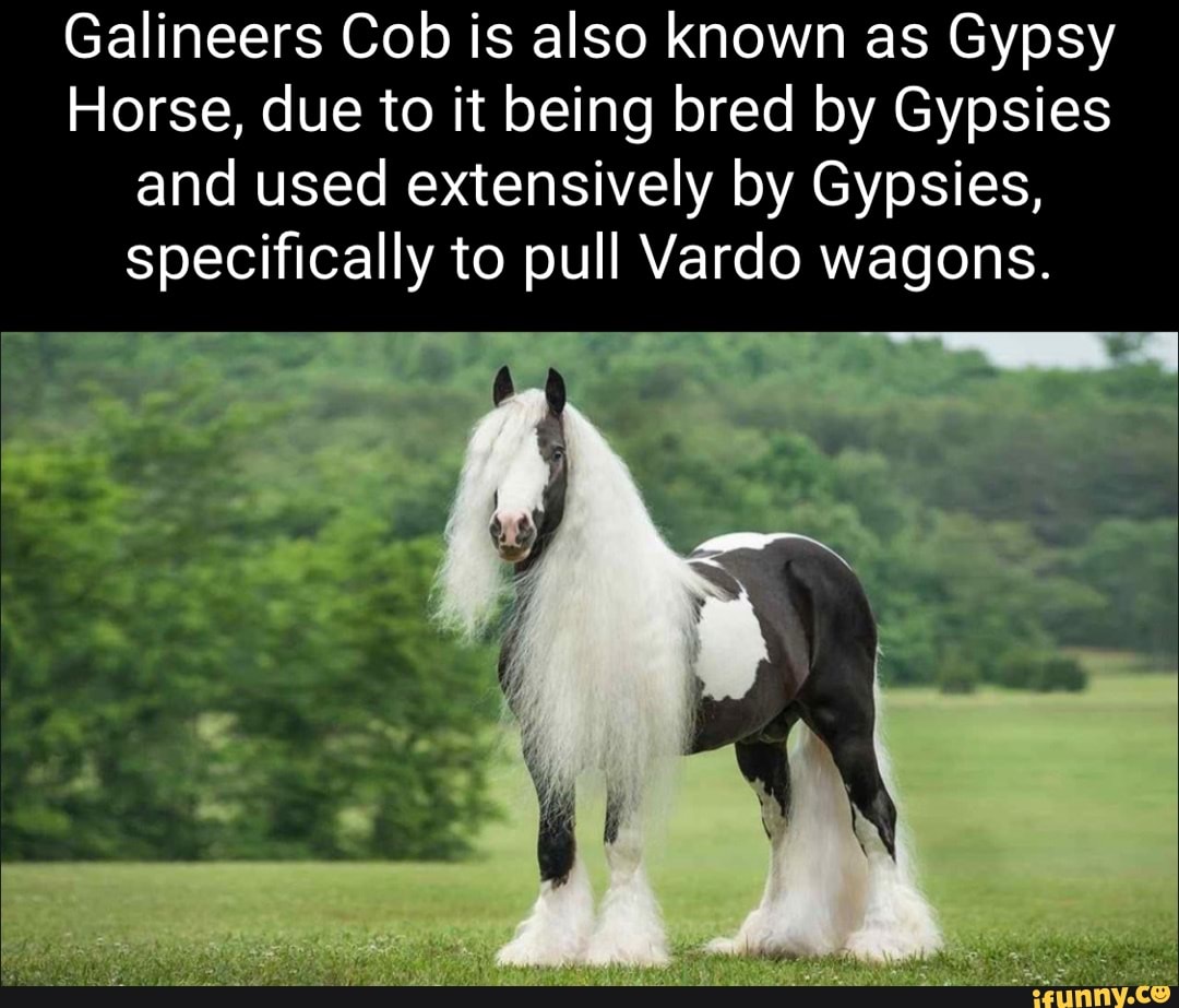 Galineers Cob is also known as Gypsy Horse, due to it being bred by ...