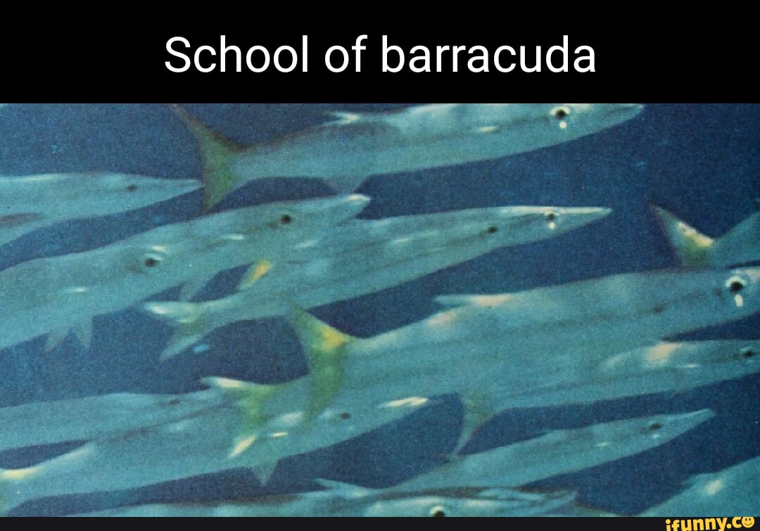 Scombroidei memes. Best Collection of funny Scombroidei pictures on iFunny