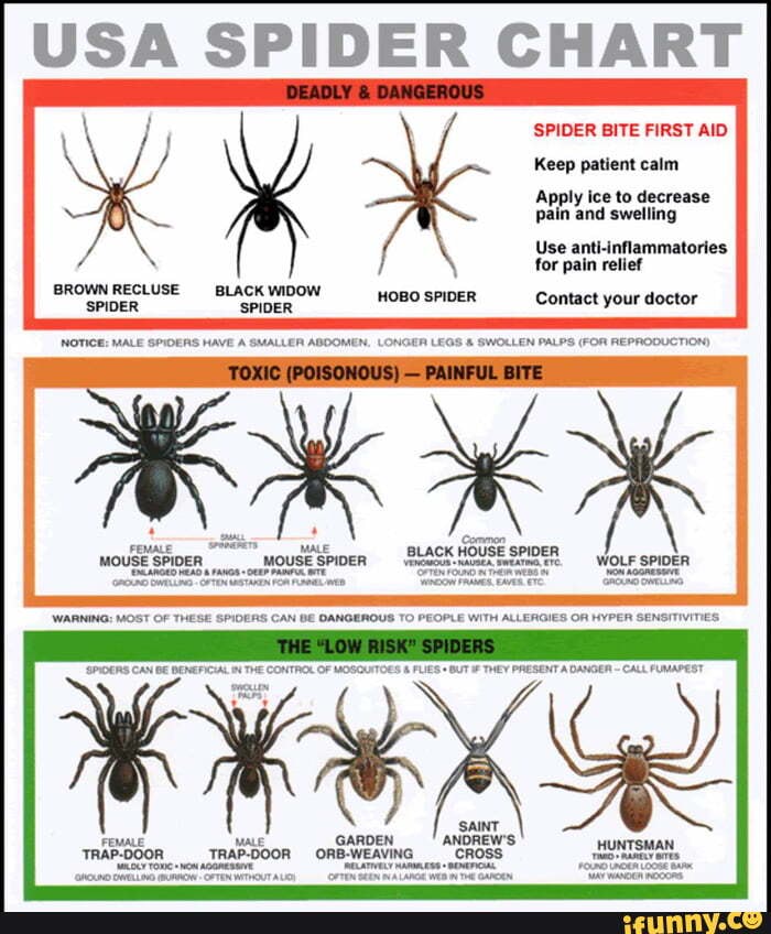 USA SPIDER CHART DEADLY DANGEROUS SPIDER BITE FIRST AID Keep patient ...