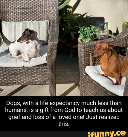 Dogs, with a life expectancy much less than humans, is a gift from God ...