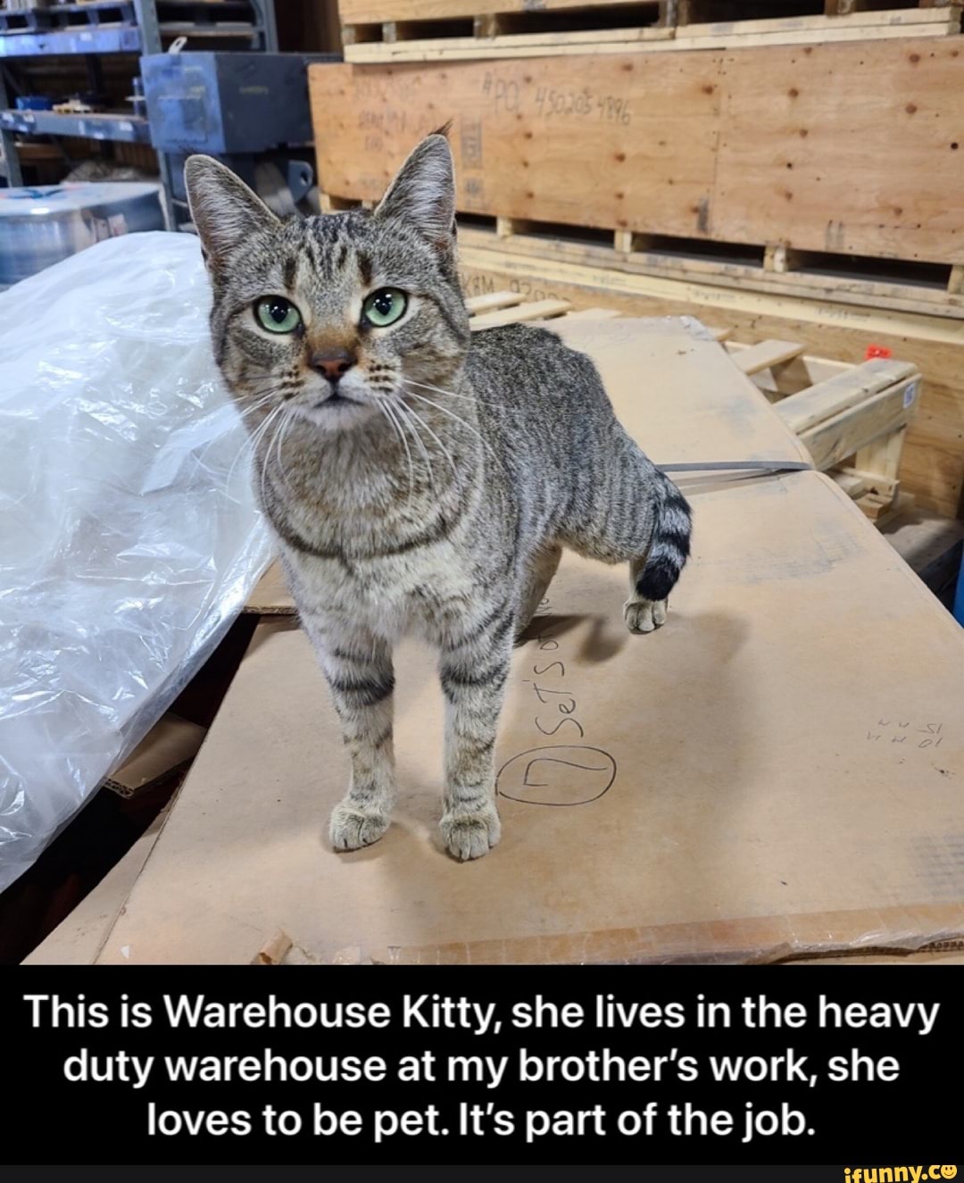 Warehousekitty memes. Best Collection of funny Warehousekitty pictures ...