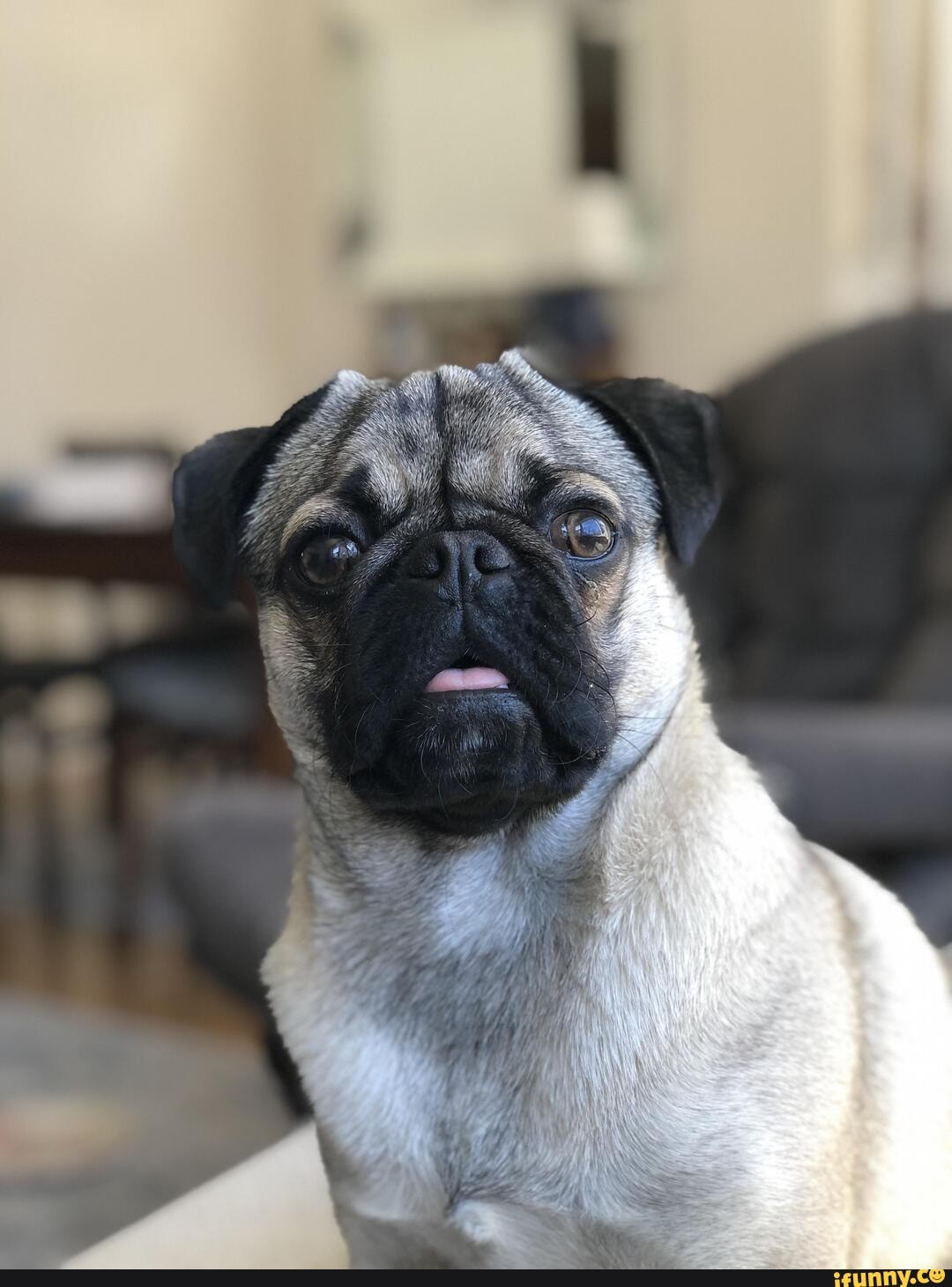 Huhhhhh memes. Best Collection of funny Huhhhhh pictures on iFunny