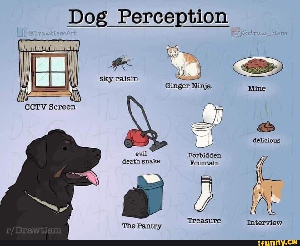 Dog Perception sky raisin Ginger Ninja CCTV Screen evil Forbidden death ...
