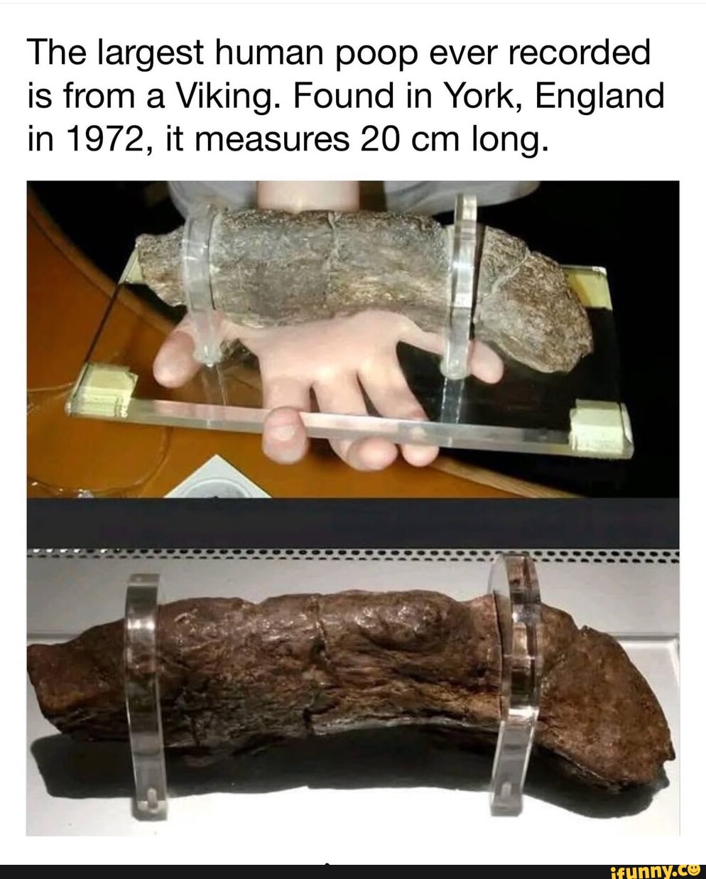 The largest human poop ever recorded is from a Viking. Found in York ...