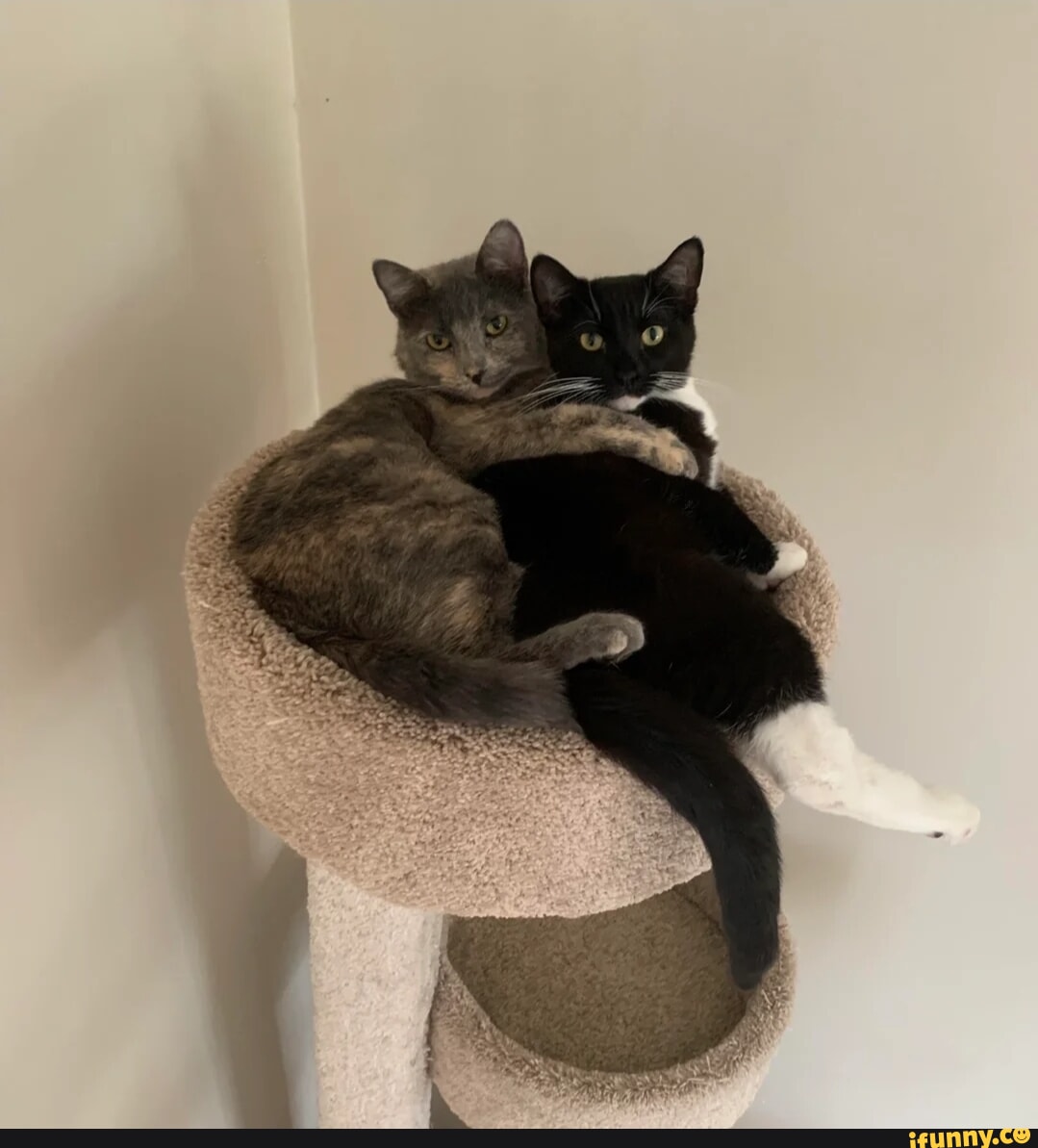 Cuddling memes. Best Collection of funny Cuddling pictures on iFunny