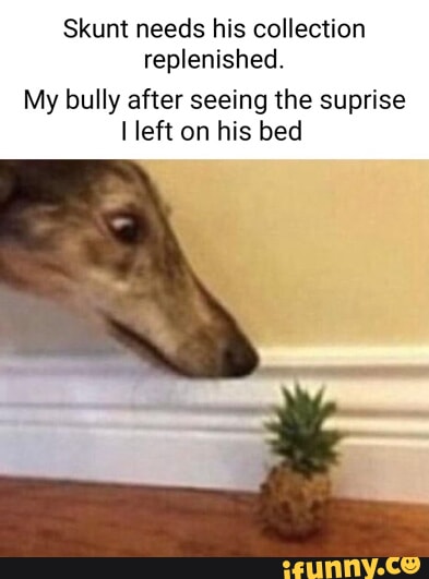 Skunt needs his collection replenished. My bully after seeing the ...