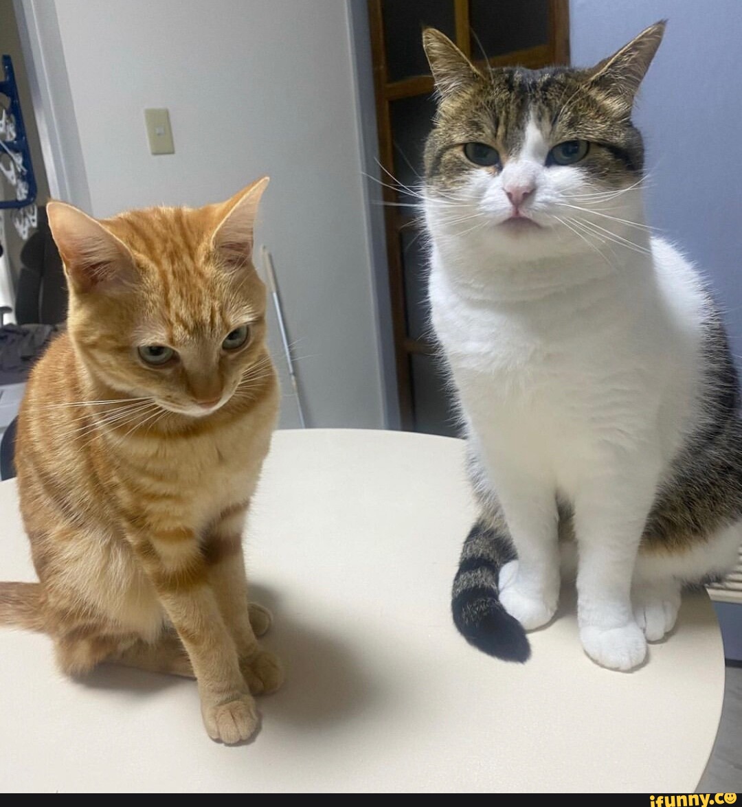 Kotaro memes. Best Collection of funny Kotaro pictures on iFunny