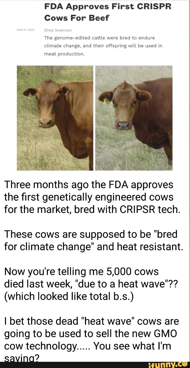 FDA Approves First CRISPR Cows For Beef The genome-edited cattle were ...