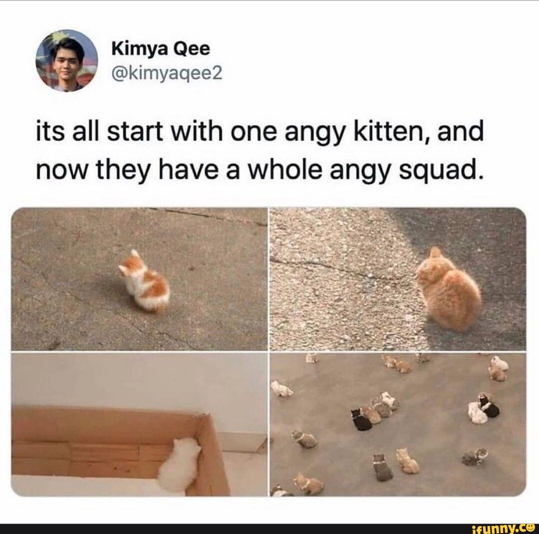 Its all start with one angy kitten, and now they have a whole angy ...