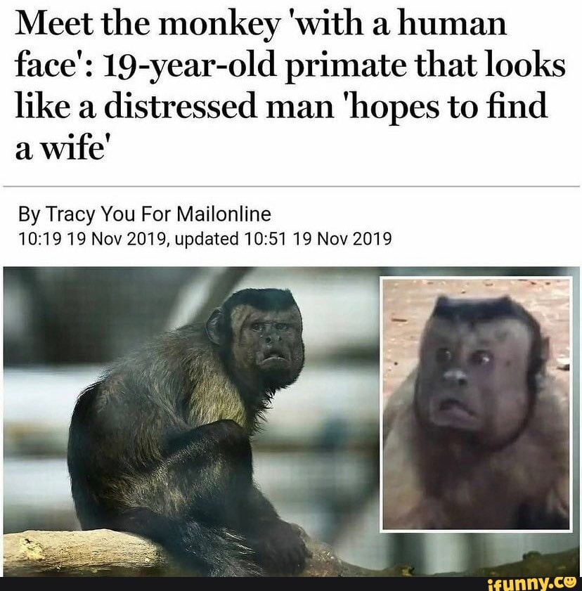 Meet the monkey 'with a human face': 19-year-old primate that looks ...