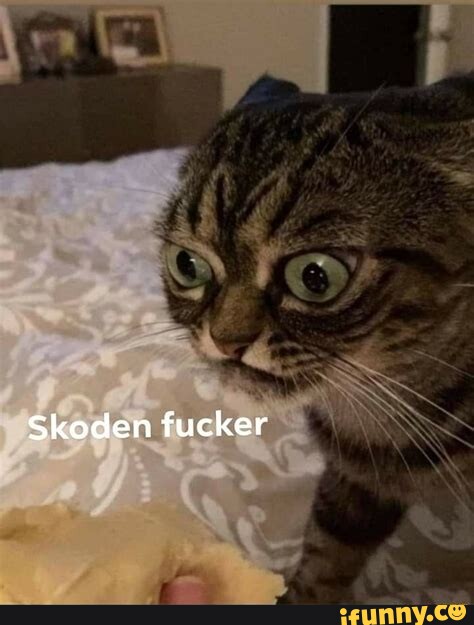 Skoden memes. Best Collection of funny Skoden pictures on iFunny