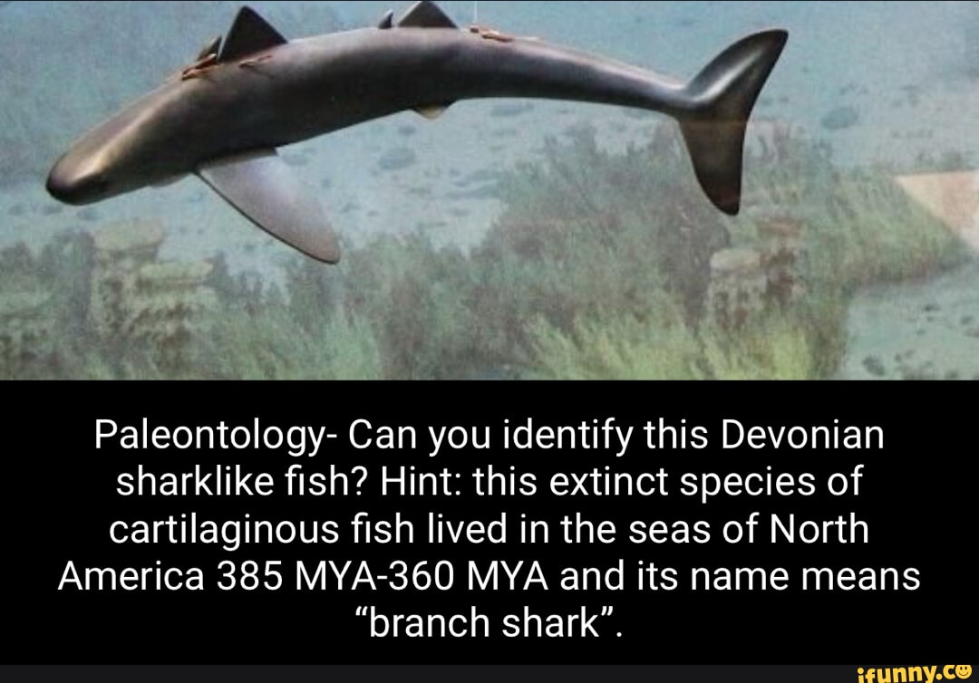 Devonian memes. Best Collection of funny Devonian pictures on iFunny