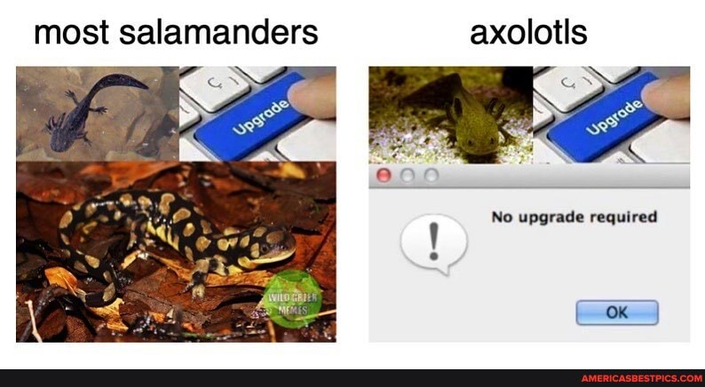 Adulting is hard. 🦎 Meme credit: @beingevolved - most salamanders ...