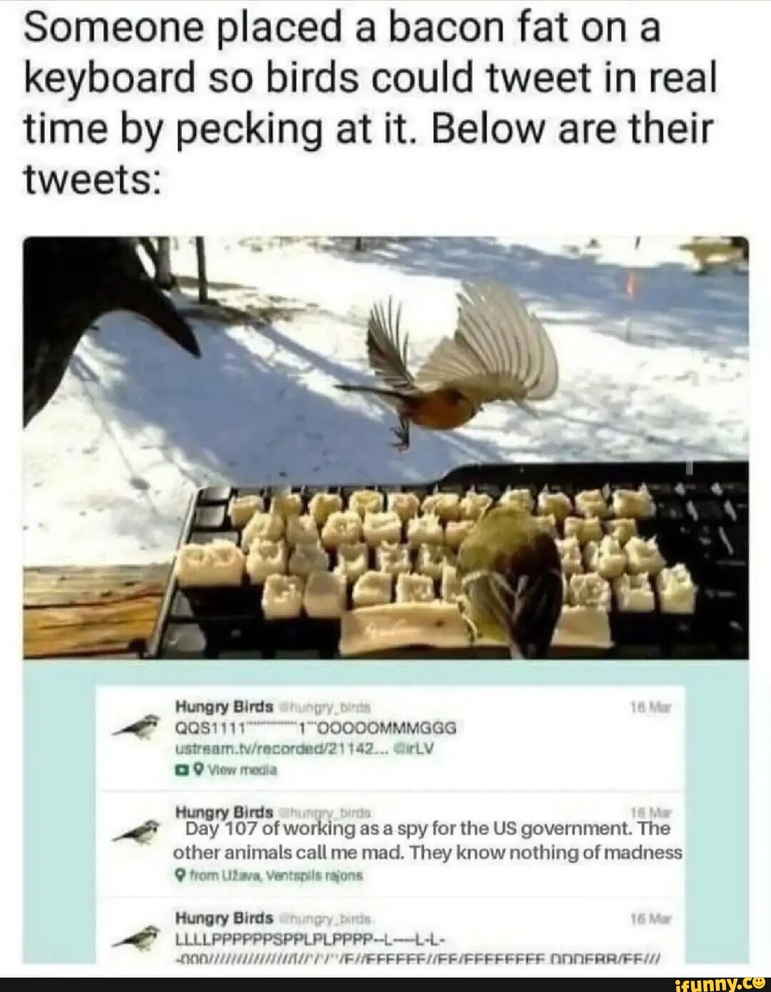 Someone placed a bacon fat on keyboard so birds could tweet in real ...