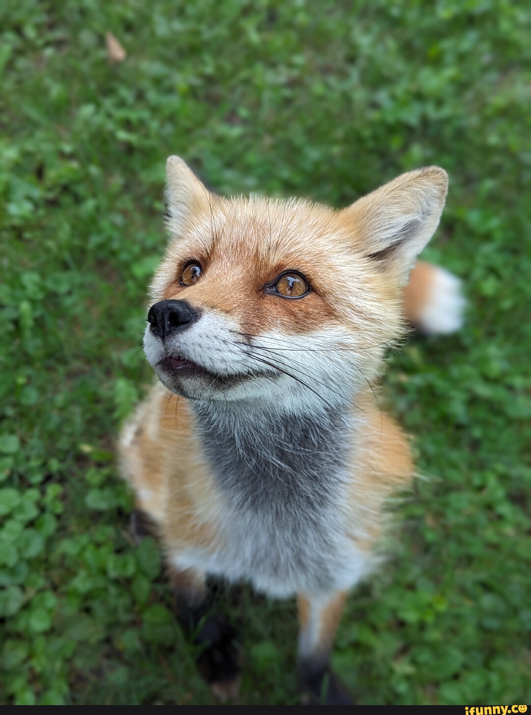 Tfm_dixie memes. Best Collection of funny Tfm_dixie pictures on iFunny