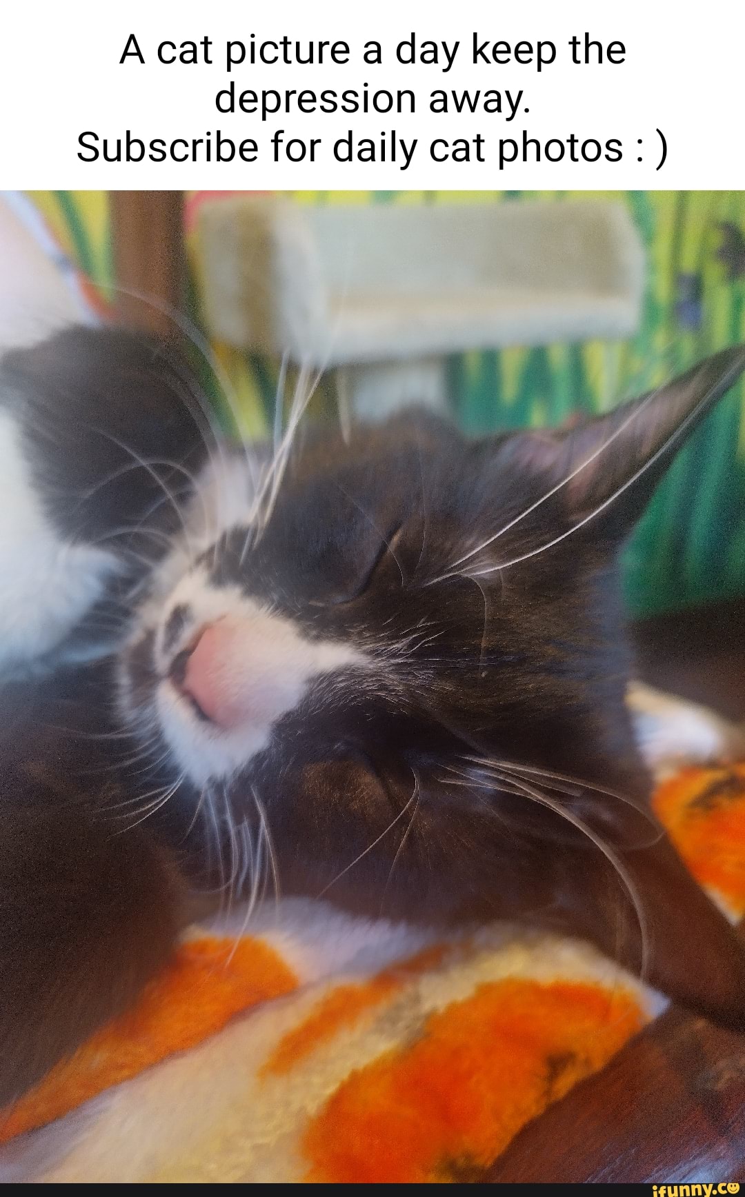 A cat picture a day keep the depression away. Subscribe for daily cat ...