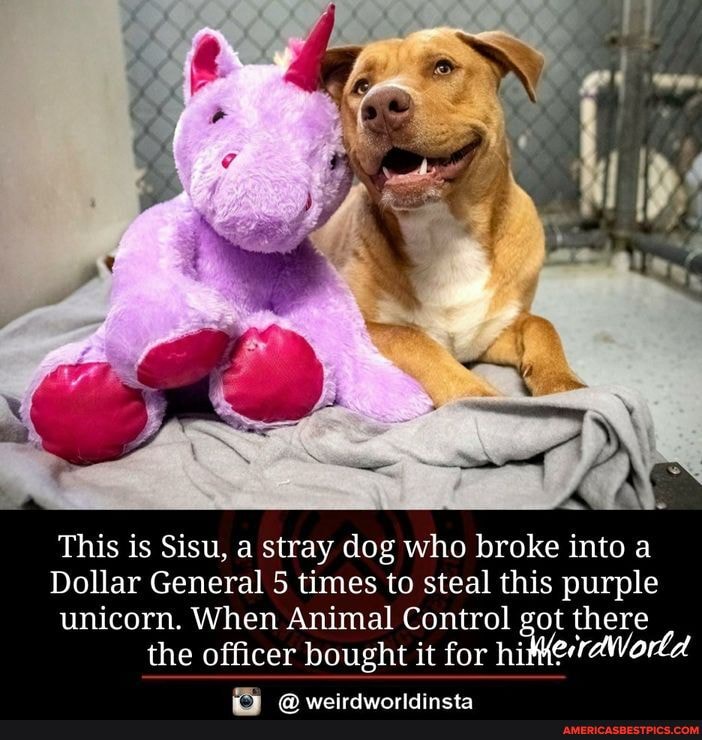 This is Sisu, a stray dog who broke into a Dollar General times to steal this purple unicorn ...