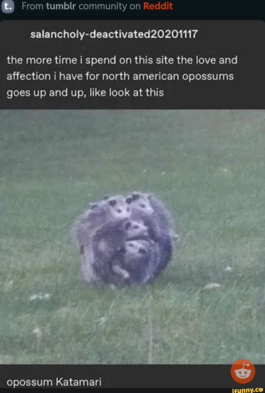 Meme Collection Tumblr