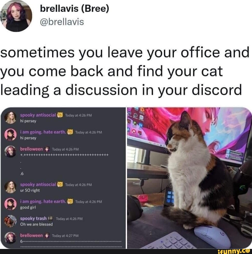 Sometimes you leave your office and you come back and find your cat ...