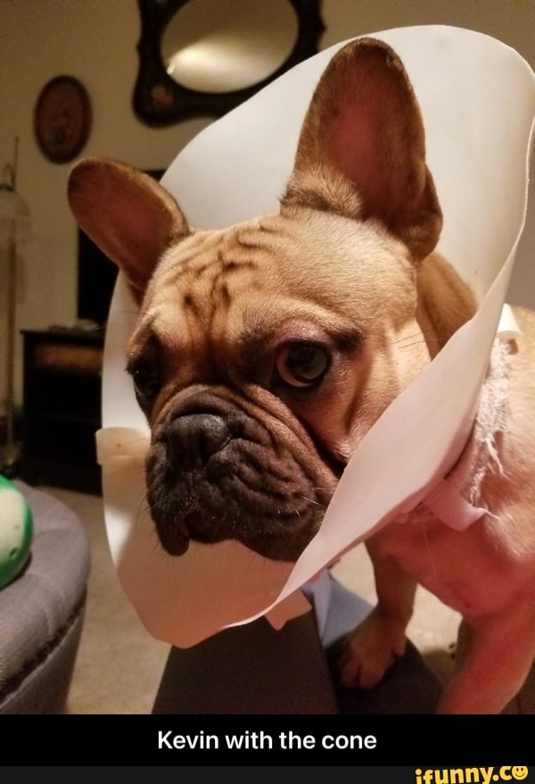 Kevin with the cone - Kevin with the cone - iFunny