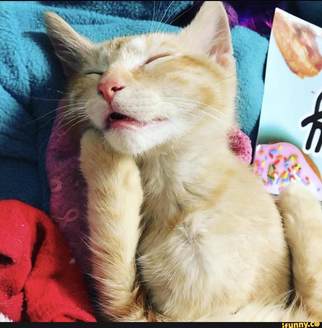 Zzzzz memes. Best Collection of funny Zzzzz pictures on iFunny
