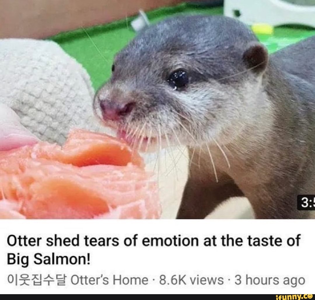 Otter shed tears of emotion at the taste of Big Salmon! Otter's Home 8 ...