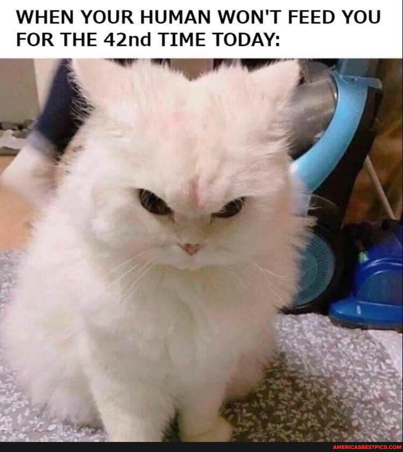 WHEN YOUR HUMAN WON'T FEED YOU FOR THE 42nd TIME TODAY: - America’s best pics and videos
