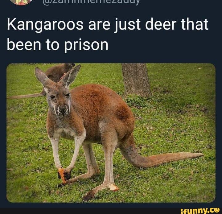 Kangaroos are just deer that been to prison - iFunny