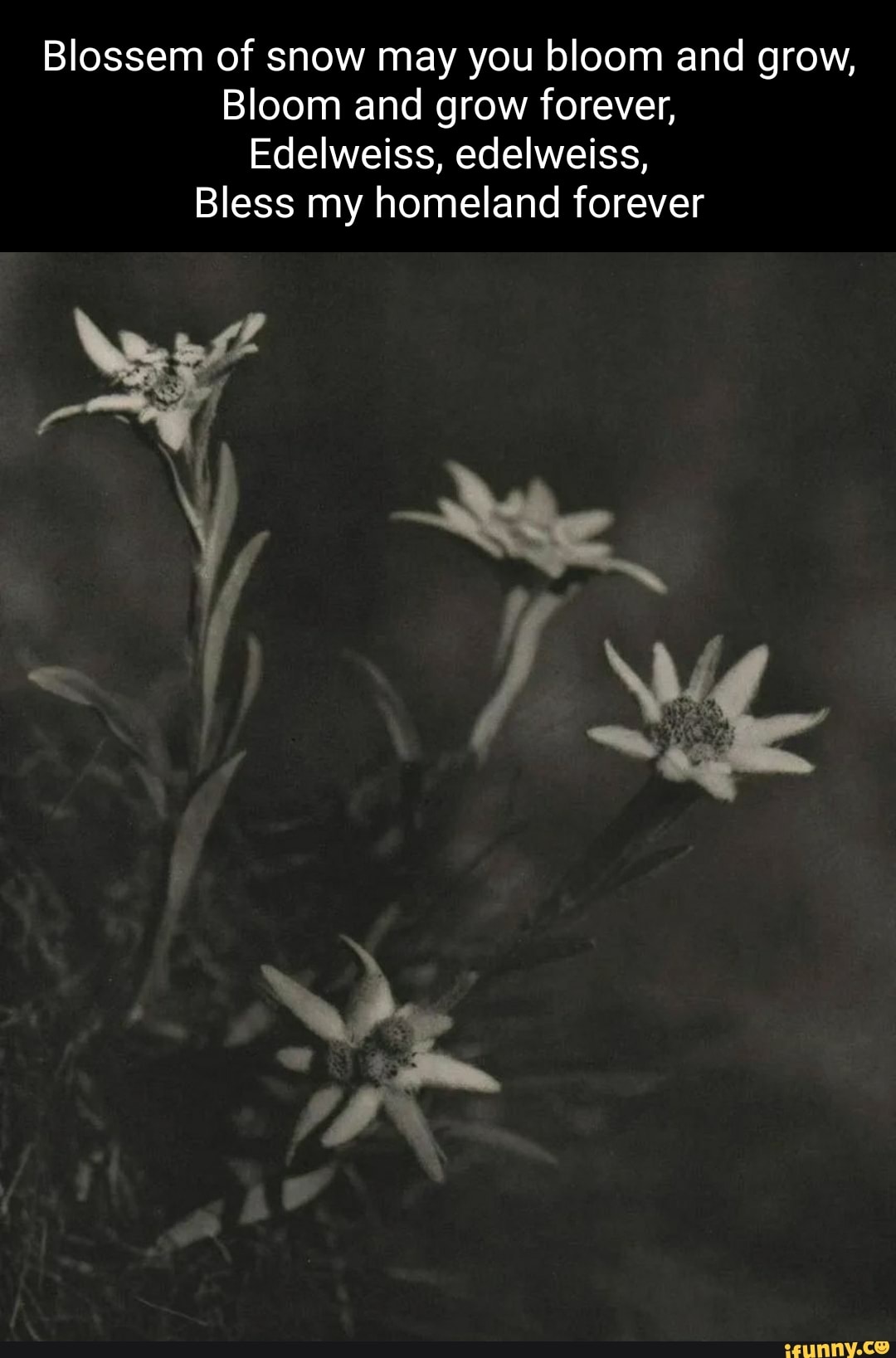 Edelweiss memes. Best Collection of funny Edelweiss pictures on iFunny