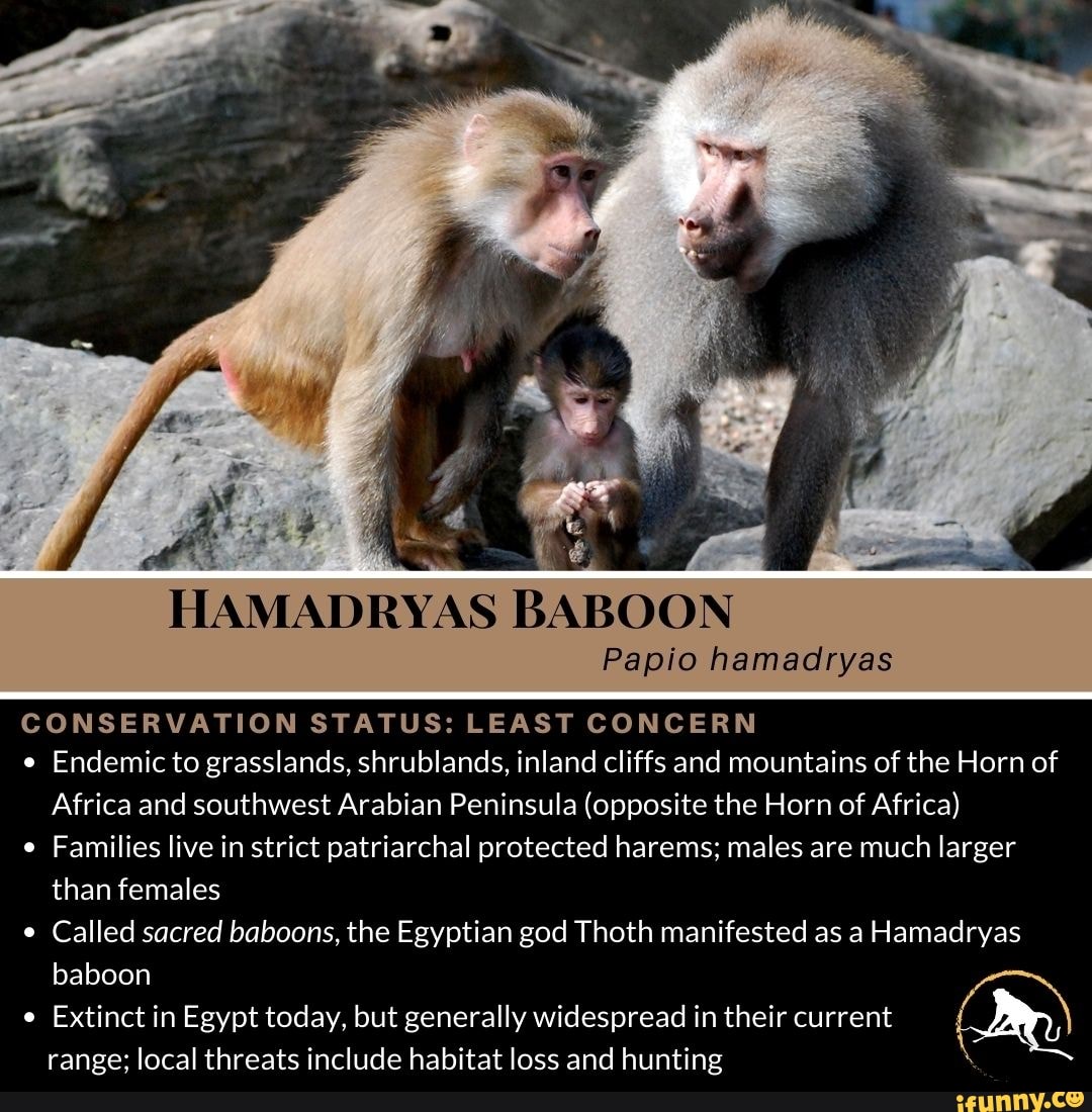 BOON Papio hamadryas CONSERVATION STATUS: LEAST CONCERN Endemic to ...