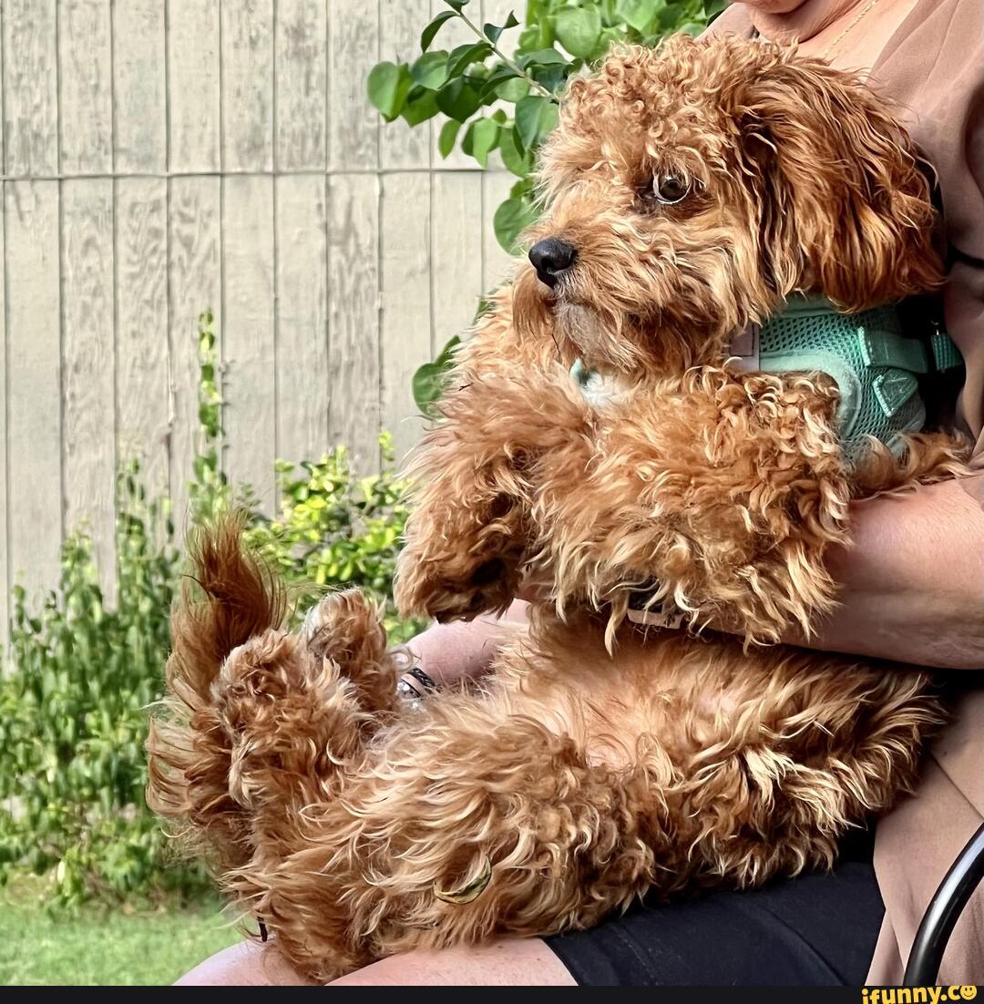 Cavapoo memes. Best Collection of funny Cavapoo pictures on iFunny