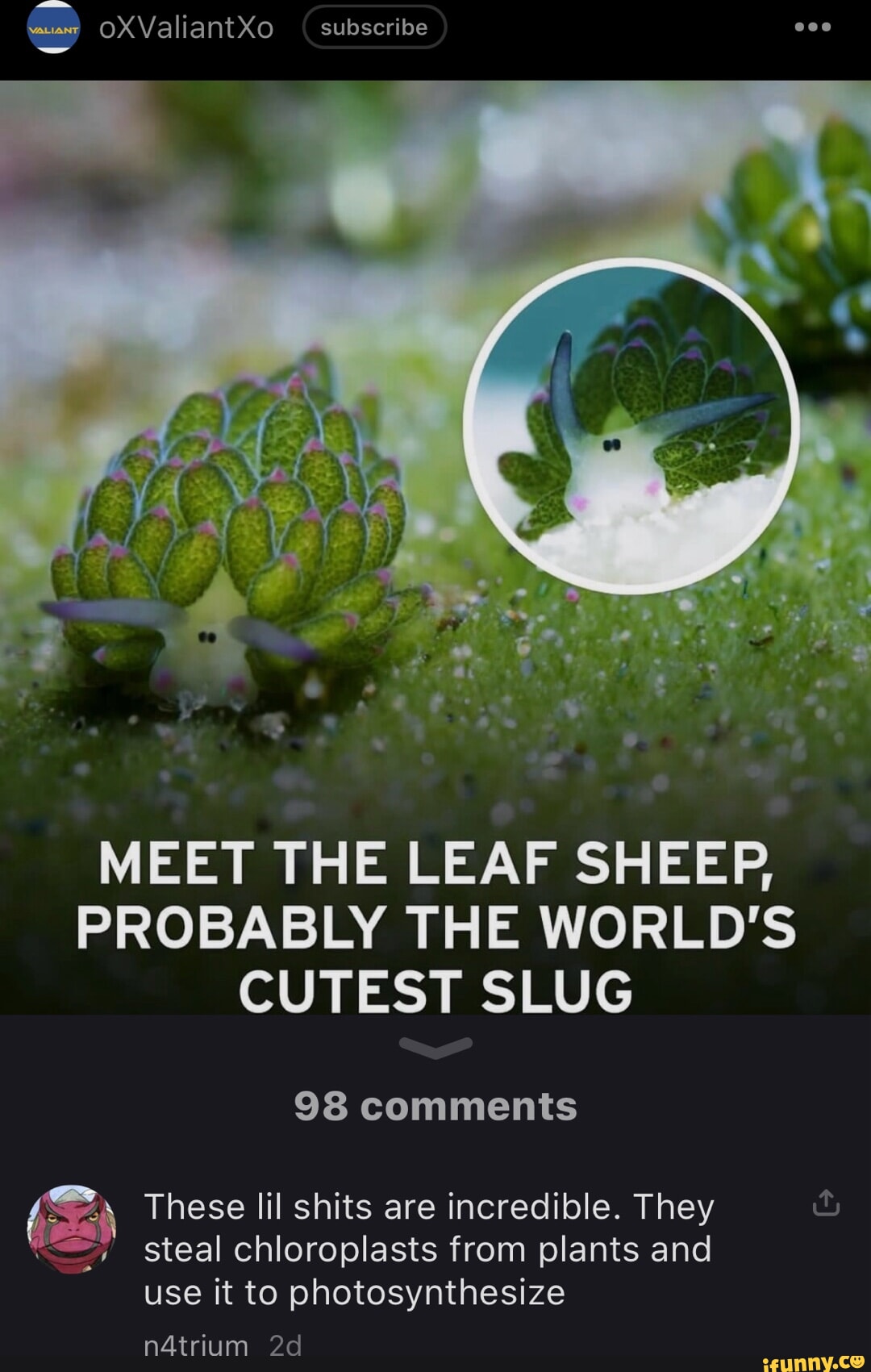 OXValiantXo ( subscribe MEET THE LEAF SHEEP, PROBABLY THE WORLD'S ...