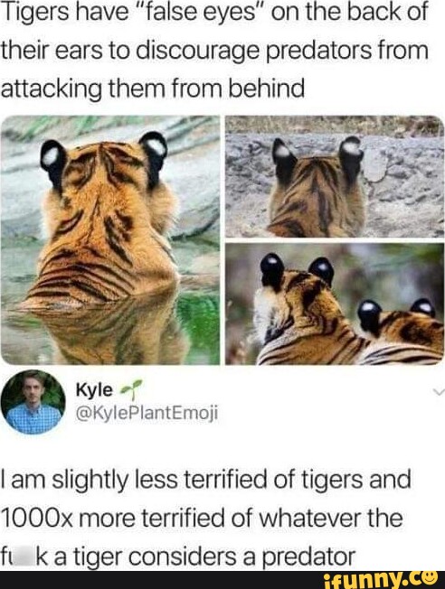Tigers have "false eyes' on the back of their ears to discourage ...