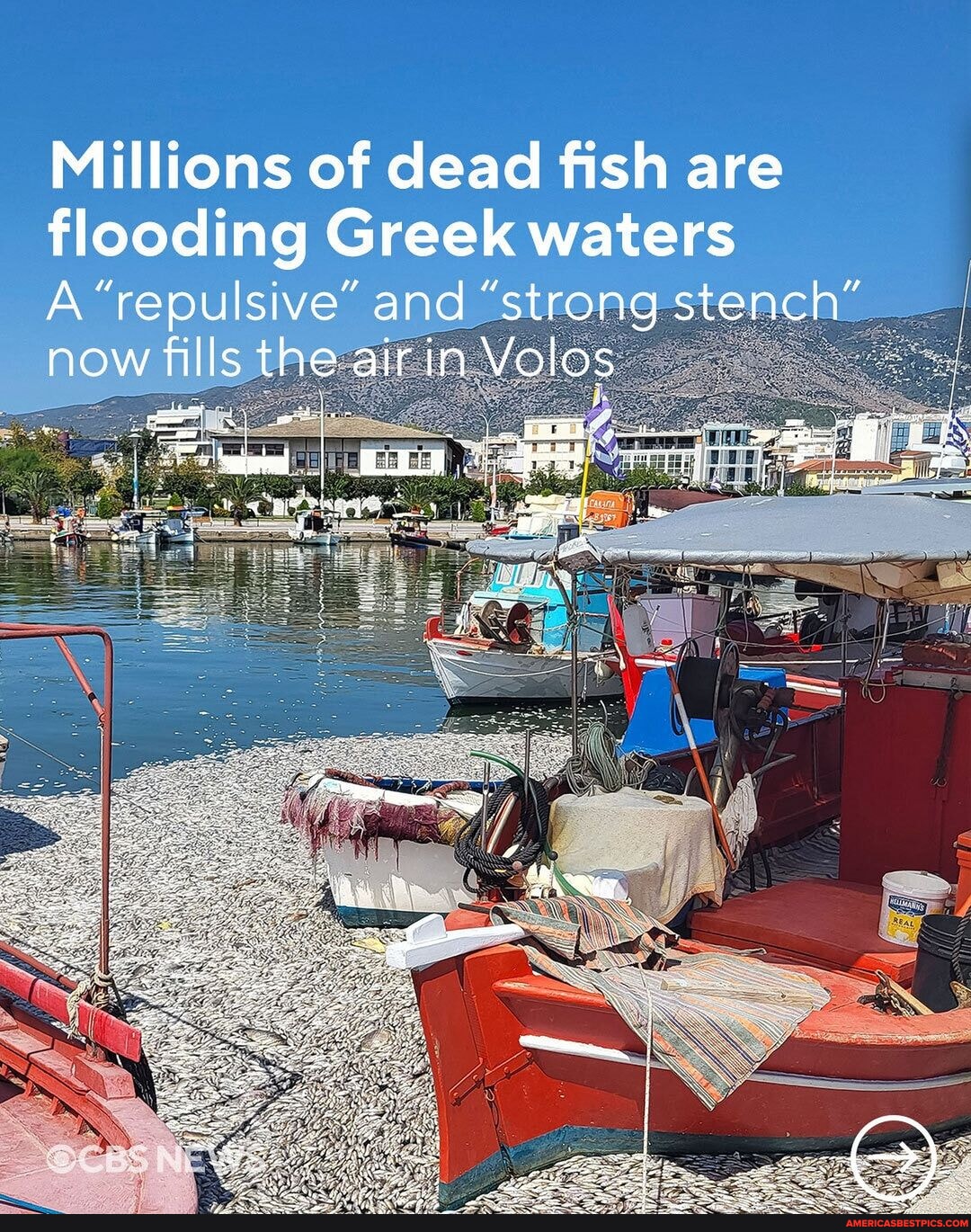 Millions of dead fish are flooding Greek waters A "repulsive" and ...