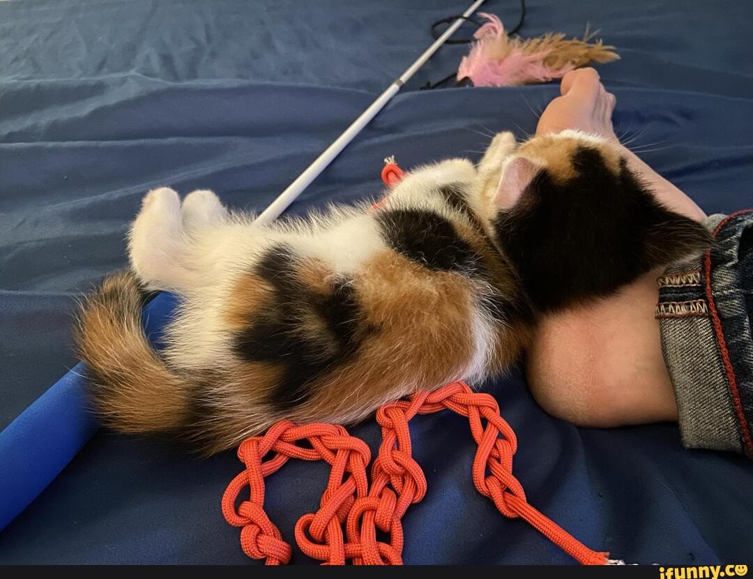 Toodles memes. Best Collection of funny Toodles pictures on iFunny