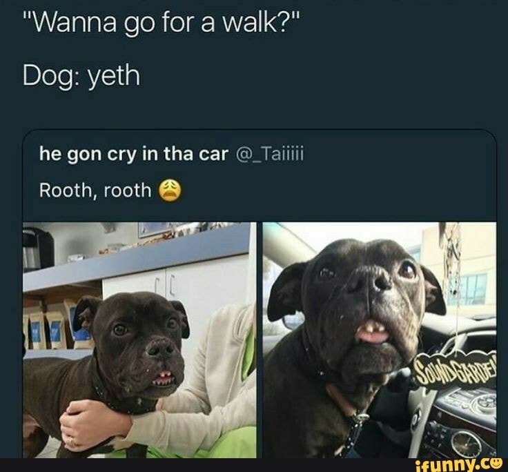 "Wanna go for a walk?" Dog: yet he gon cry in tha car @_Taiiiii Rooth ...
