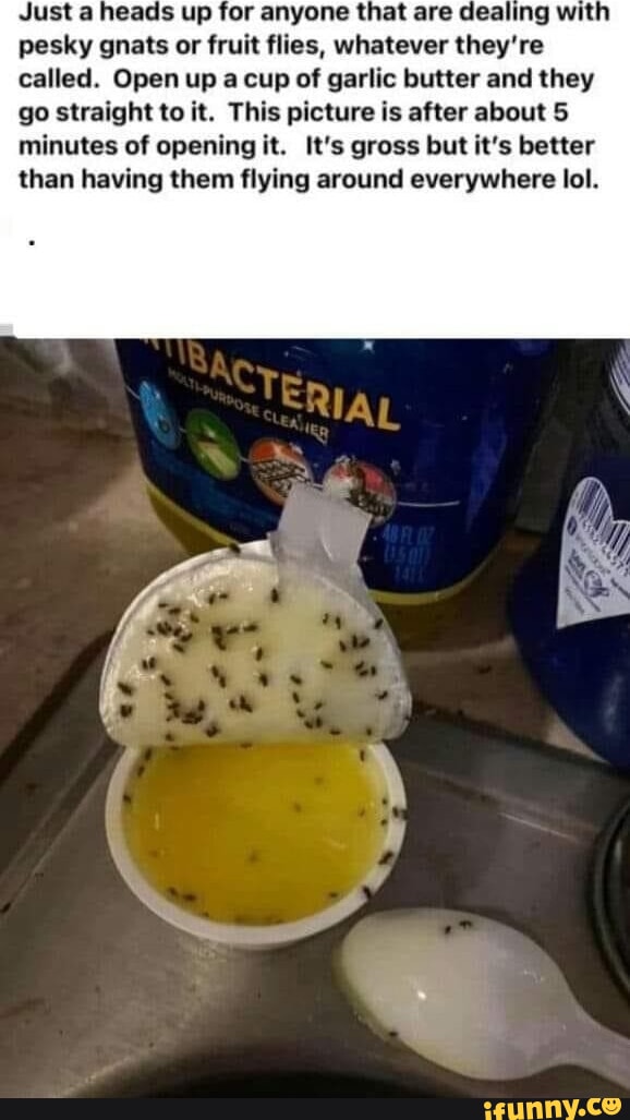 Gnats memes. Best Collection of funny Gnats pictures on iFunny