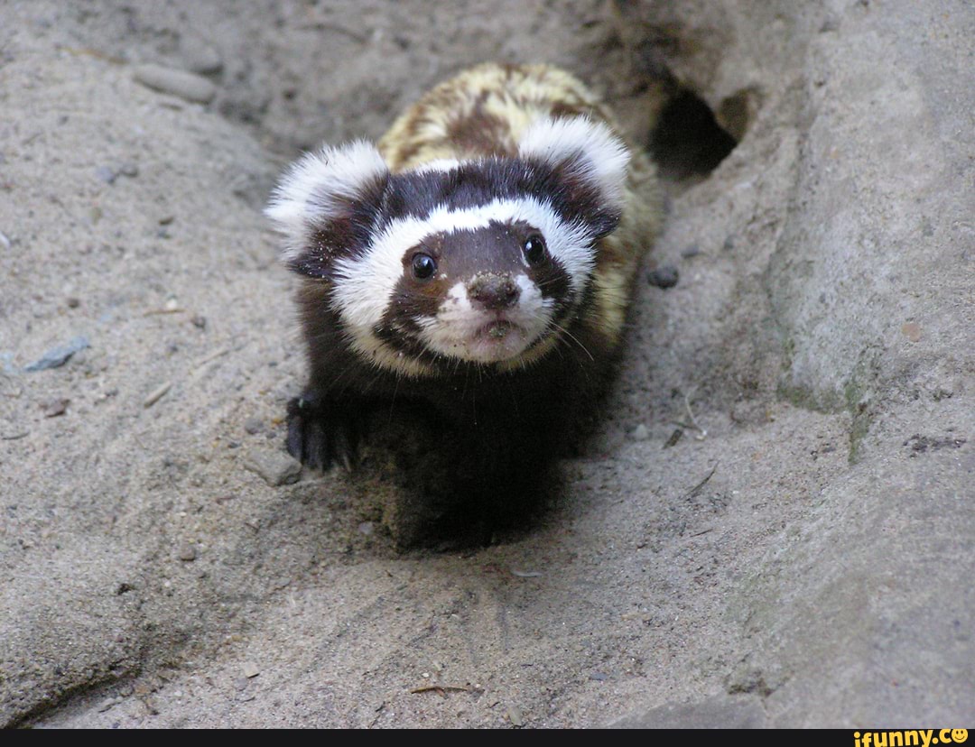 Polecat memes. Best Collection of funny Polecat pictures on iFunny