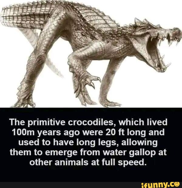 The primitive crocodiles, which lived 100m years ago were 20 ft long ...