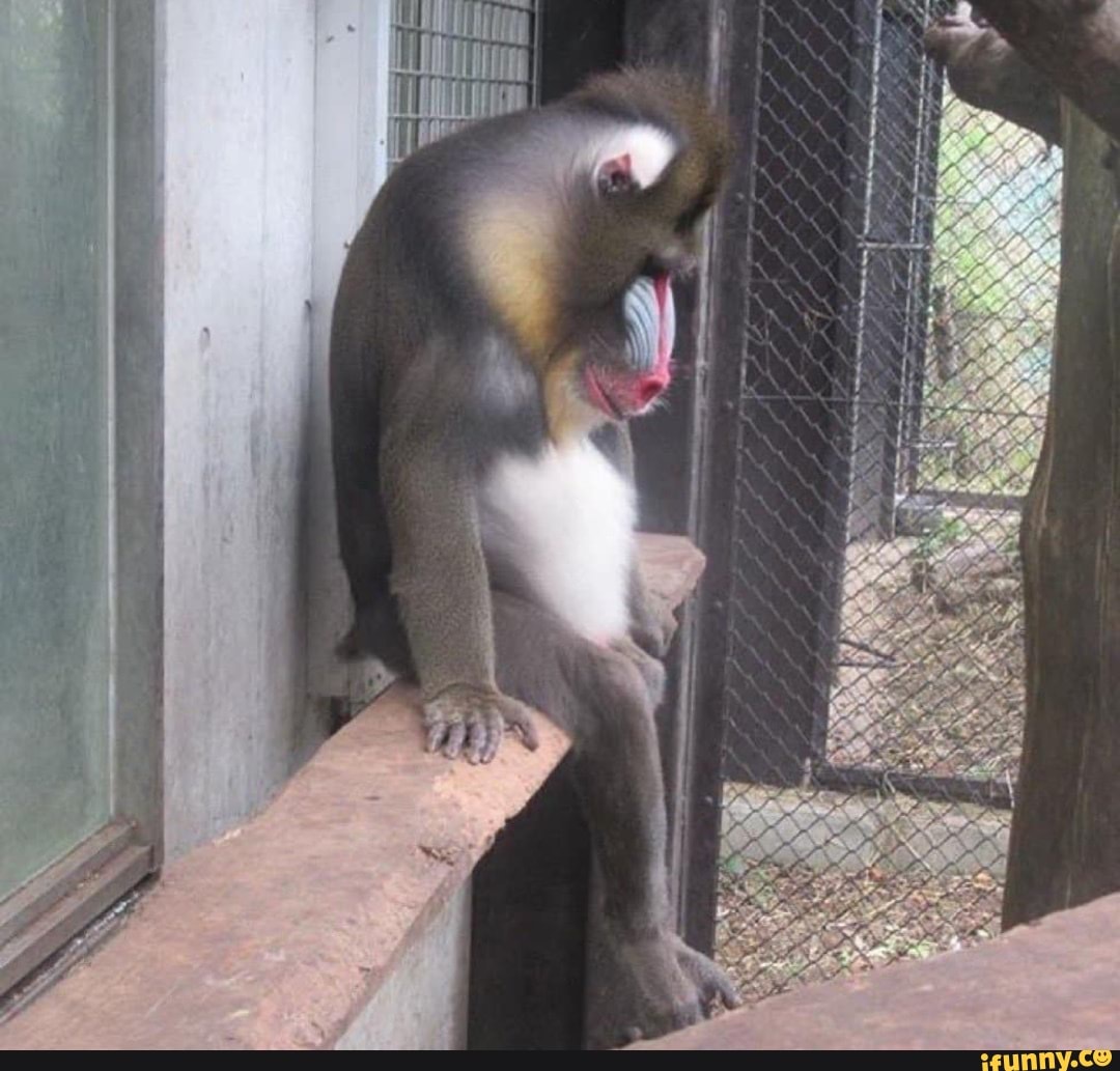Mandrills memes. Best Collection of funny Mandrills pictures on iFunny