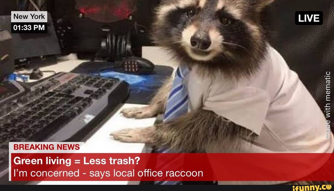 Just Raccoon things. - PM BREAKING NEWS LIVE with mematic mematic ...
