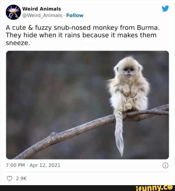 Weird Animals Follow Acute & fuzzy snub-nosed monkey from Burma. They ...