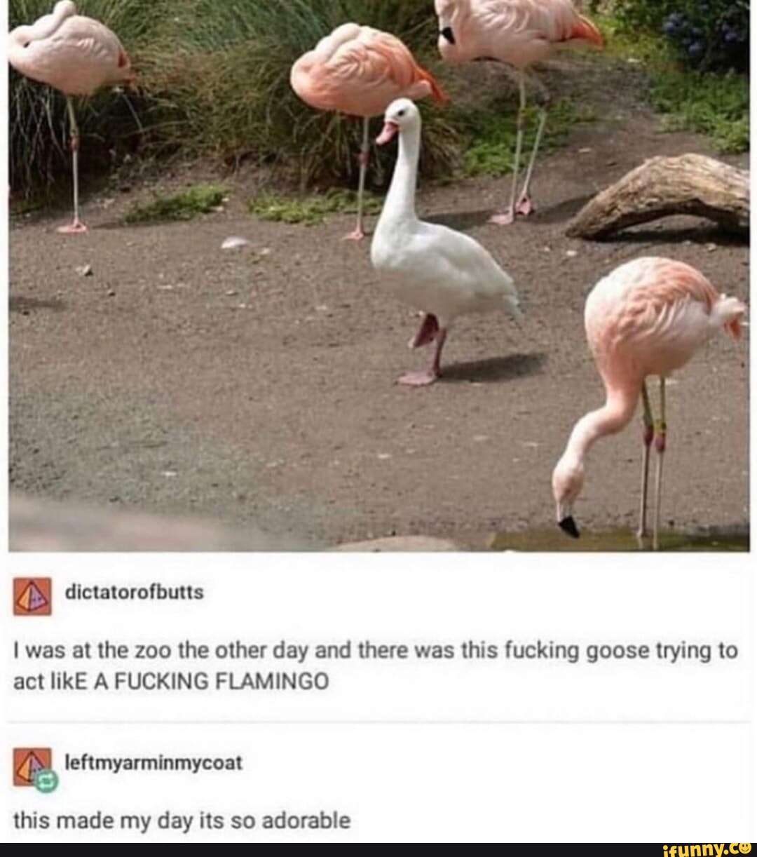 Flamingo memes. Best Collection of funny Flamingo pictures on iFunny