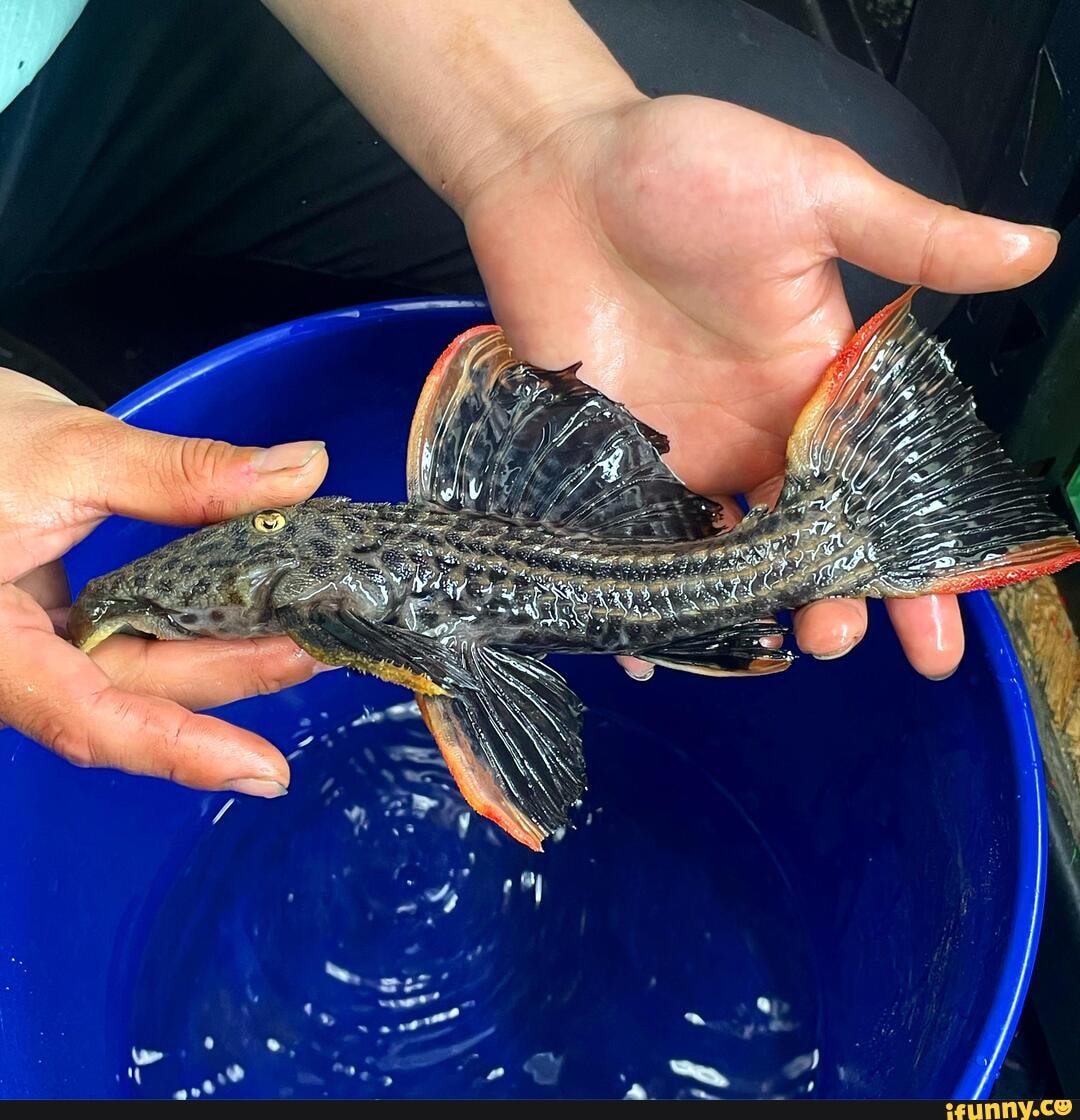 Plesioth memes. Best Collection of funny Plesioth pictures on iFunny